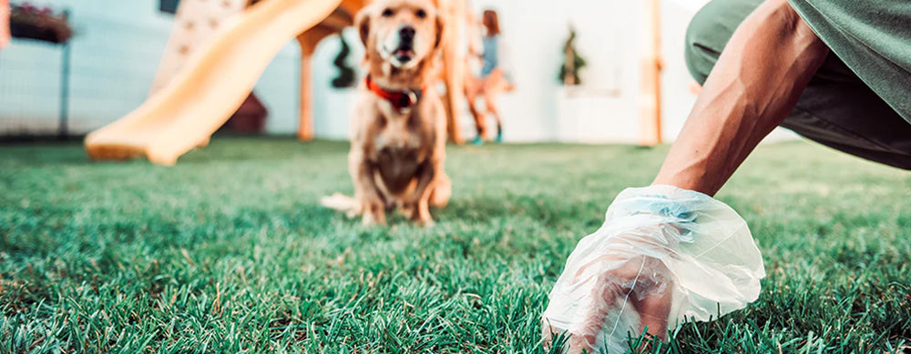 What Does a Healthy Dog Poo Look Like? And How Can Raw Feeding Improve ...