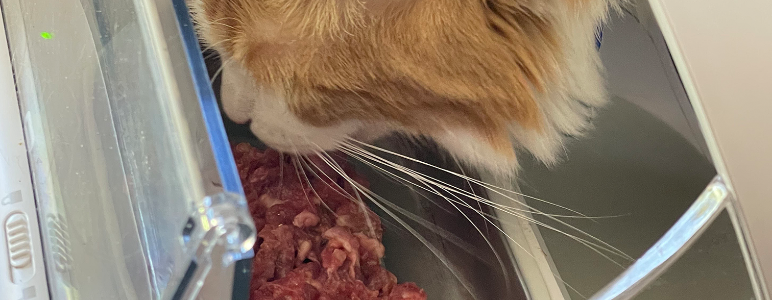 Why Your Cat Deserves a Raw Diet: The Ultimate Guide to Feline Health ...