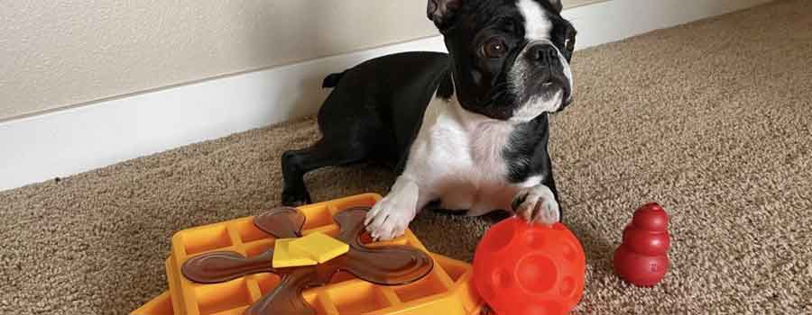 Stimulate Your Dog's Mind: 10 Fun Brain Games for Dogs – Doghouse Cafe