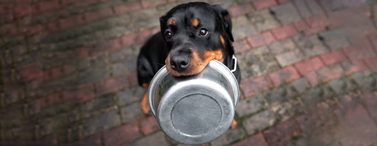 Benefits of Intermittent Fasting for Dogs: Boosting Brain and Immune H ...